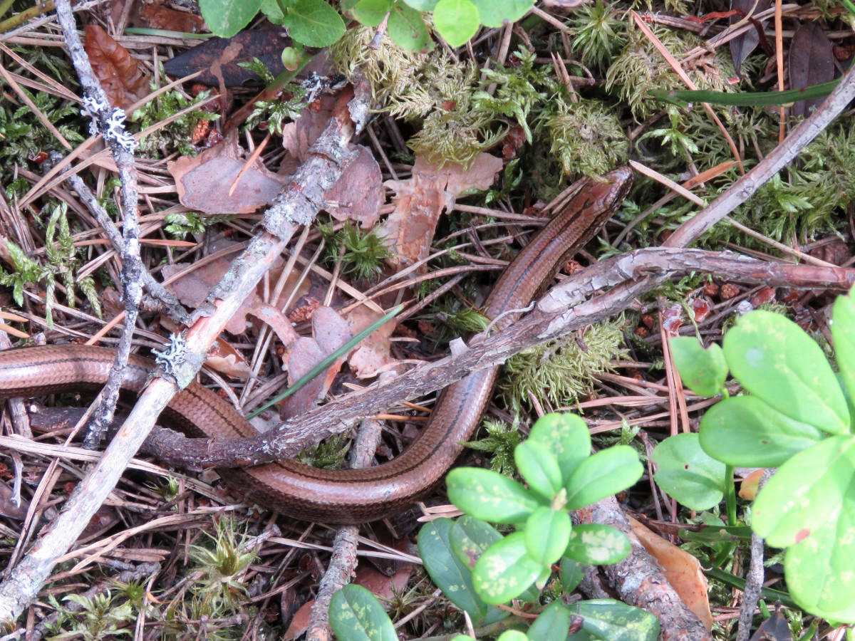 Radulfr.net – Jääkauden jäljet – kivikauden ihminen